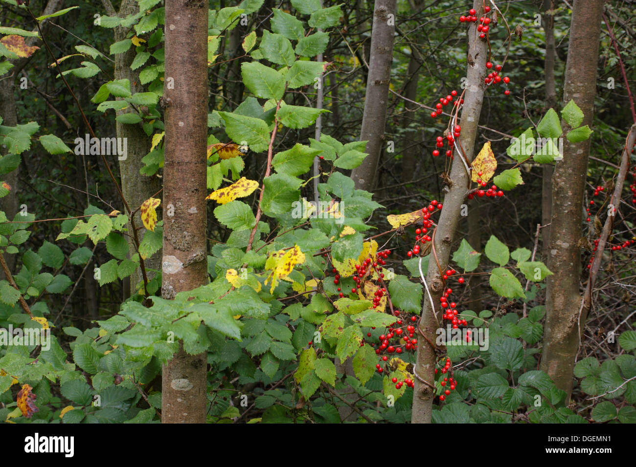 Black Bryony (Tamus communis), growing in Hazel Coppice, West Yorkshire ...