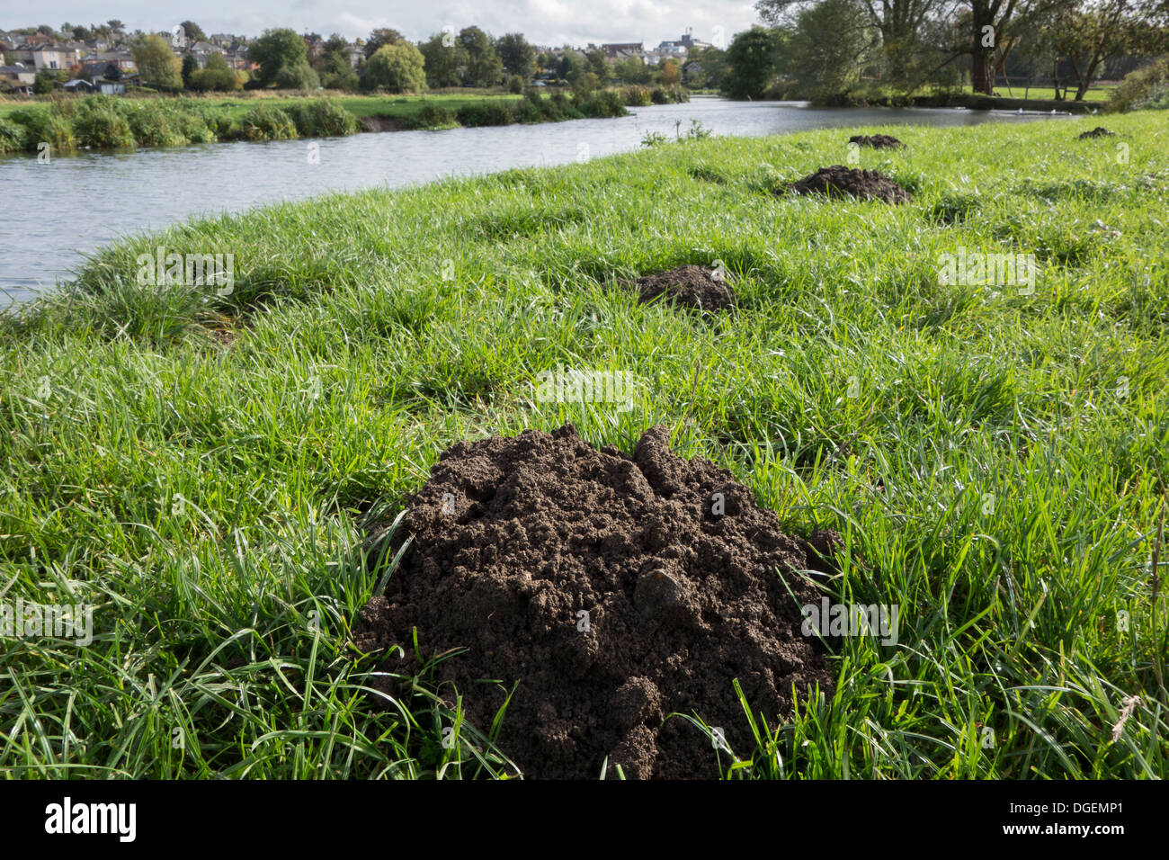 A molehill in a field by a river bank Stock Photo - Alamy