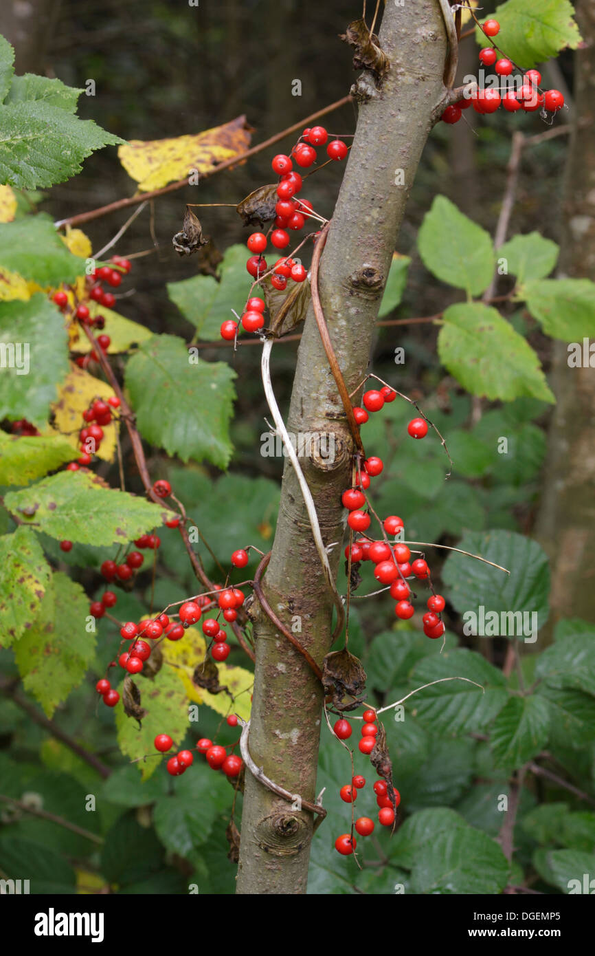Black Bryony (Tamus communis), growing in Hazel Coppice, West Yorkshire ...