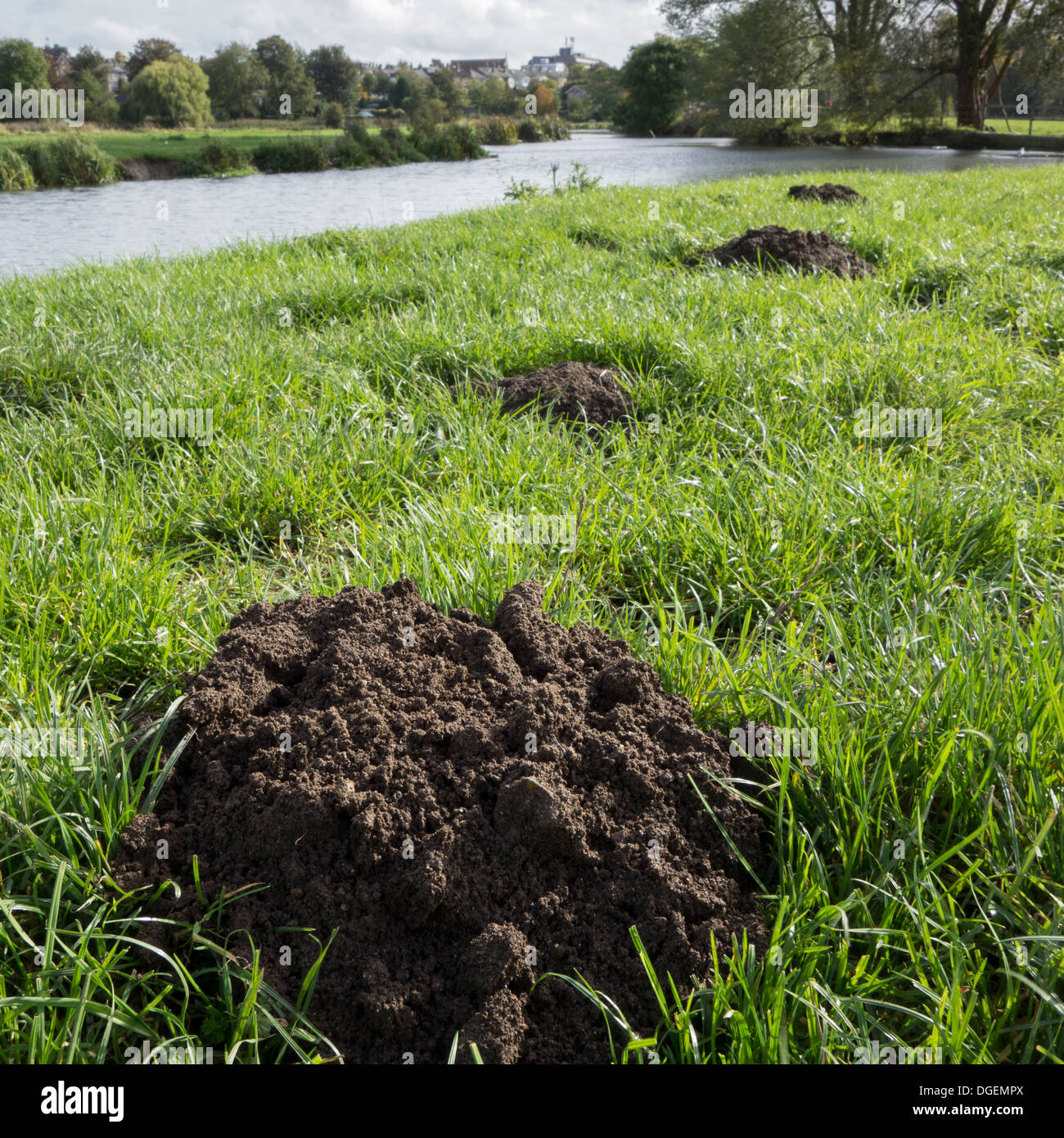 Molehill in a hi-res stock photography and images - Alamy