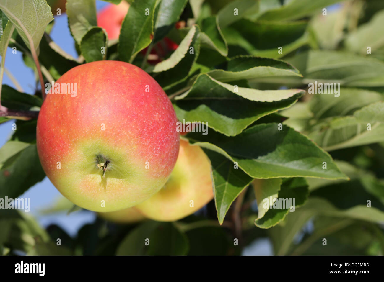 Red apples hanging on an apple tree in autumn Stock Photo - Alamy
