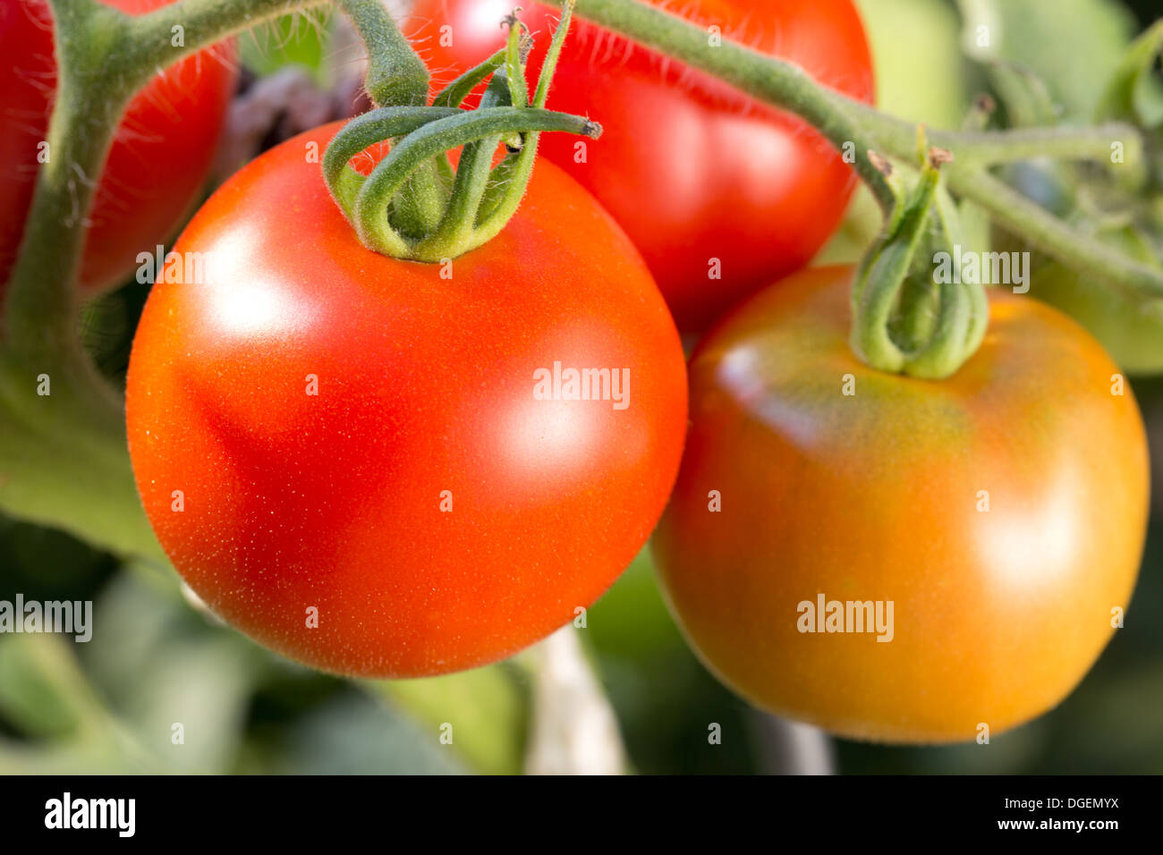 Tomato Bush High Resolution Stock Photography and Images - Alamy