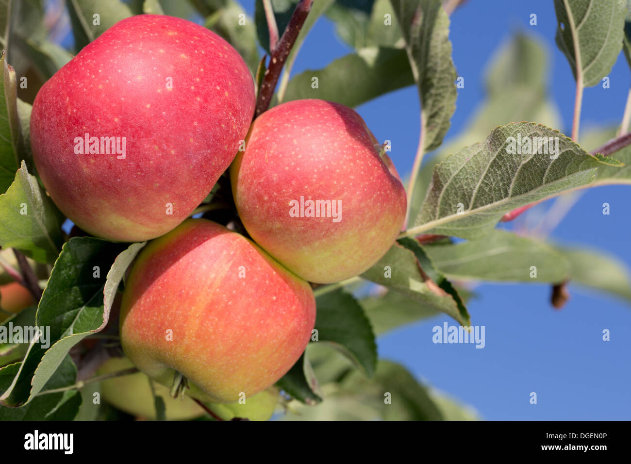 Apples hanging on the tree hi-res stock photography and images - Alamy