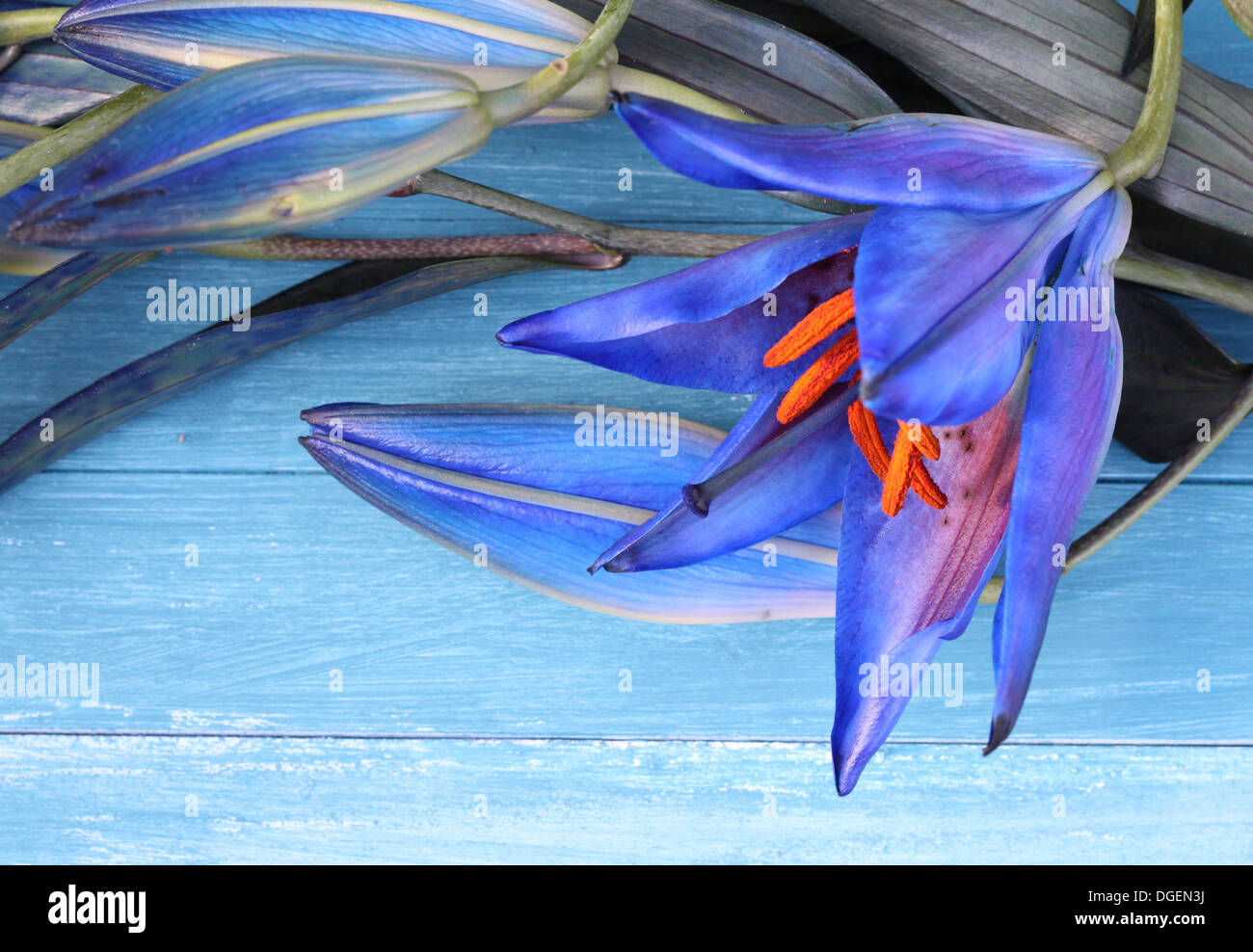 Blue lily flower hi-res stock photography and images - Alamy
