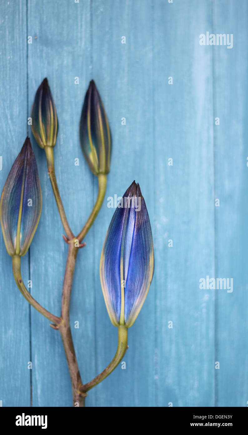 Blue lily flower hi-res stock photography and images - Alamy