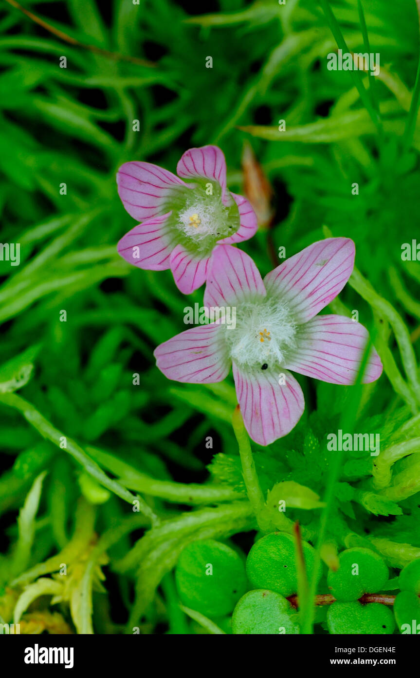 Bog pimpernel anagallis tenella hi-res stock photography and images - Alamy
