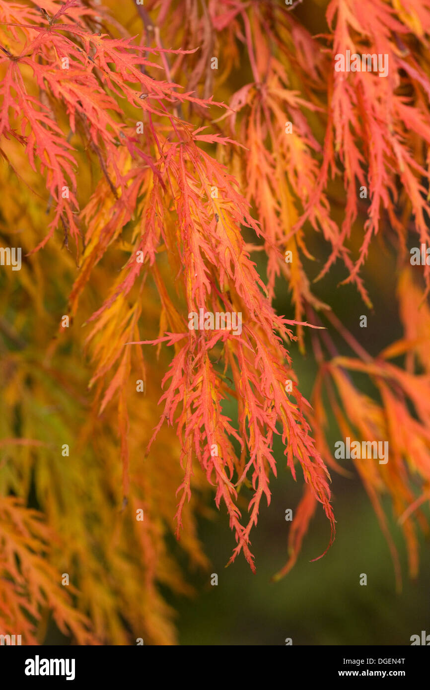 Acer palmatum var dissectum, Japanese maple Stock Photo - Alamy