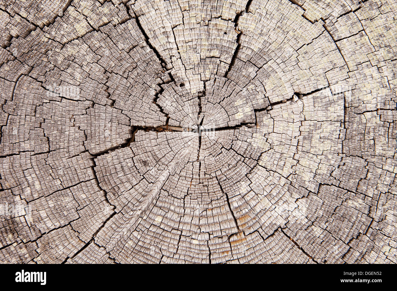 Radial cracks and tree rings hi-res stock photography and images - Alamy