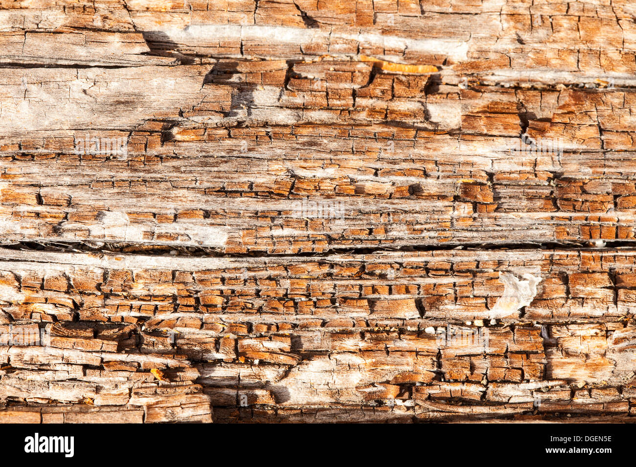Rotting log texture hi-res stock photography and images - Alamy