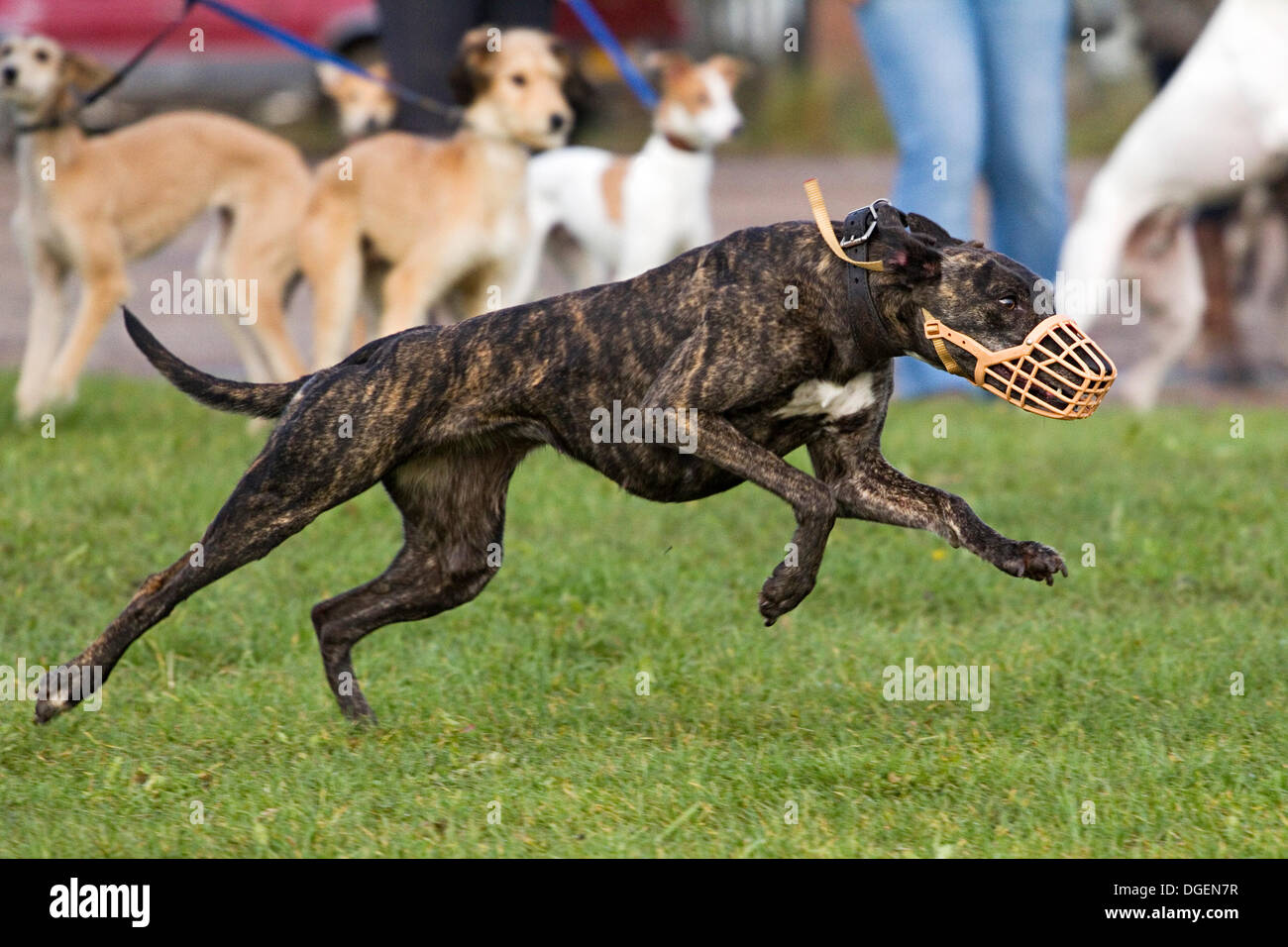 Coursing game hi-res stock photography and images - Alamy