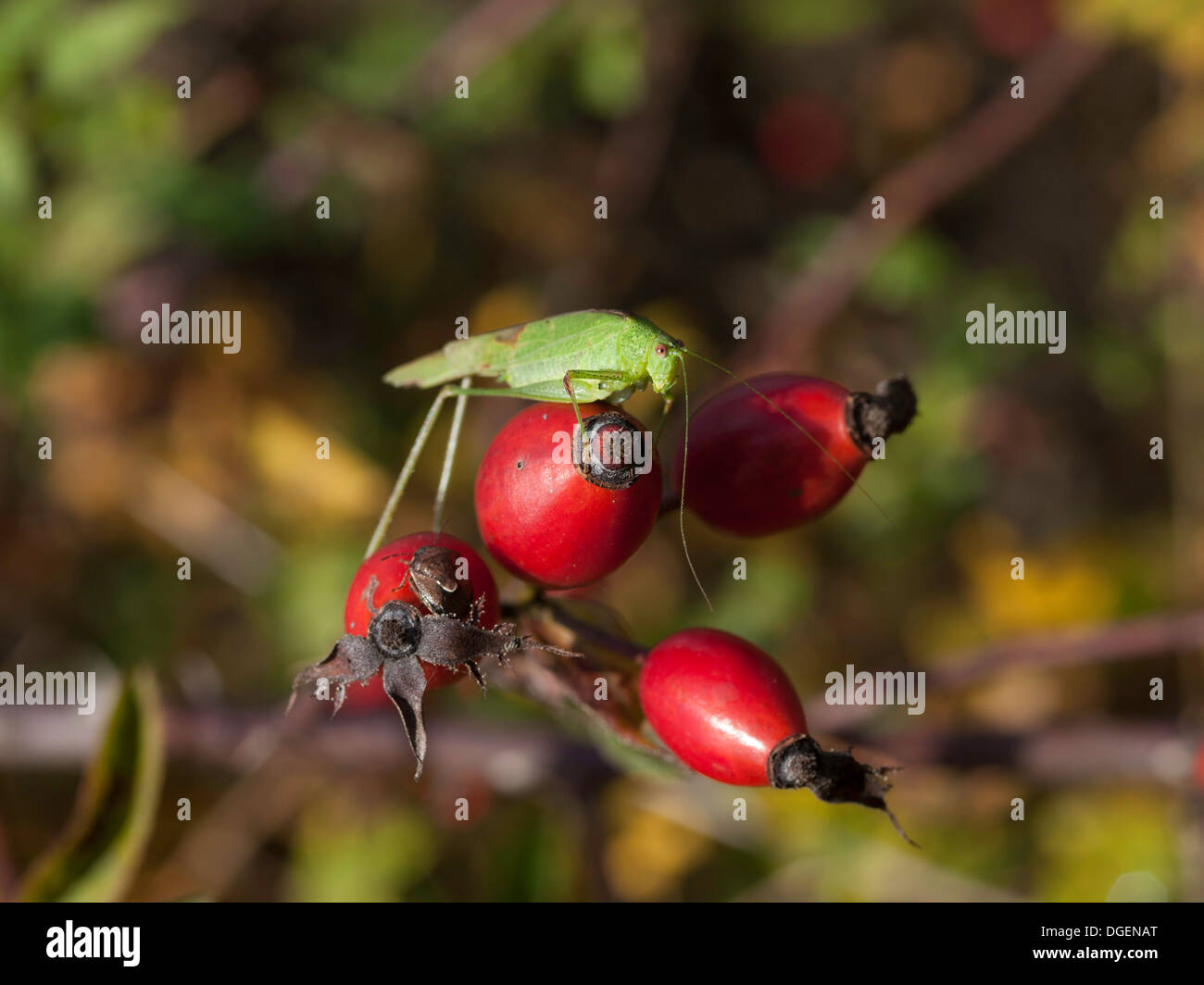 Close-up of green cricket (Gryllidae) and mottled shieldbug ...