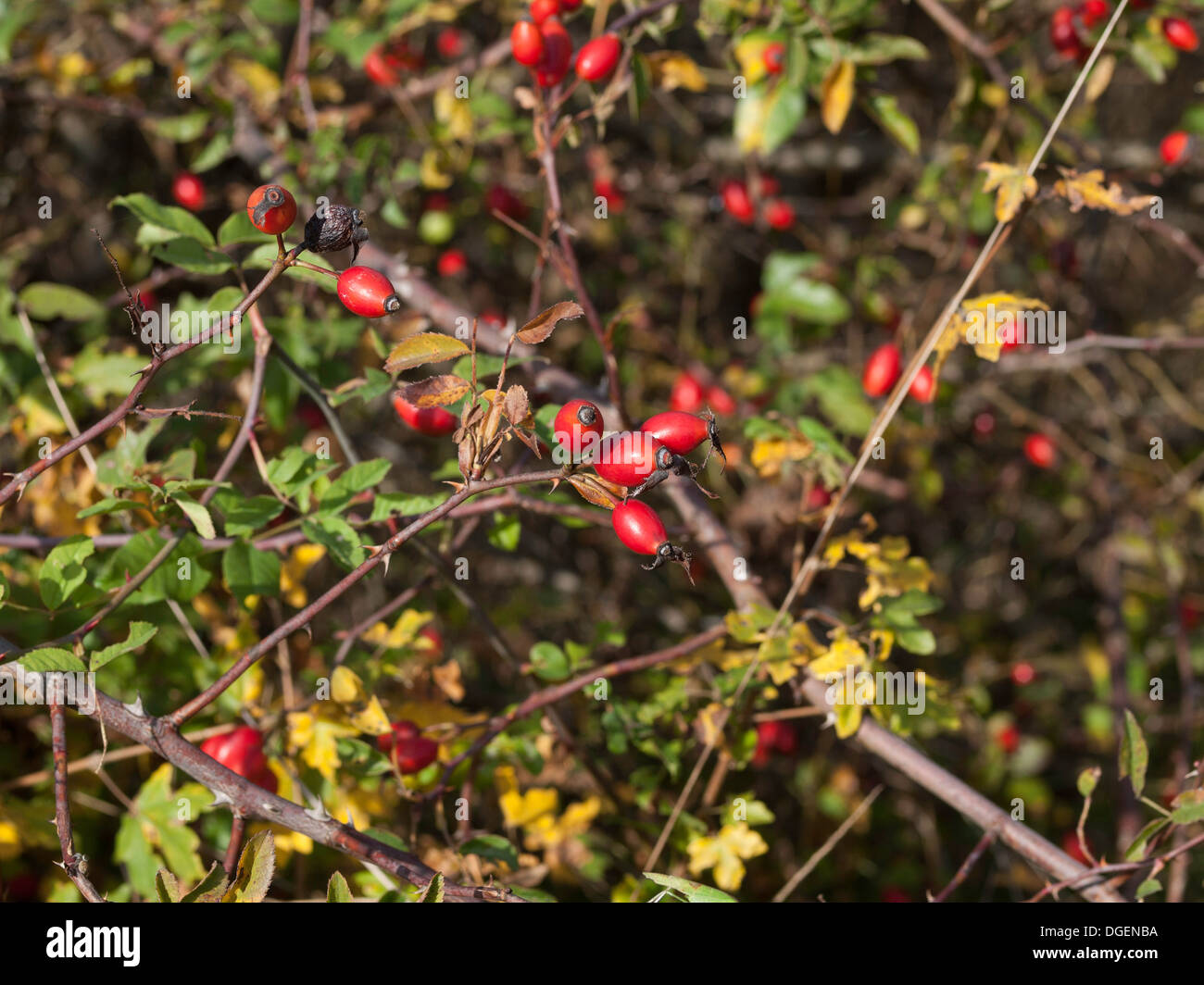 Tree of dog rose (lat. rose canina) with many ripe red hips Stock Photo ...
