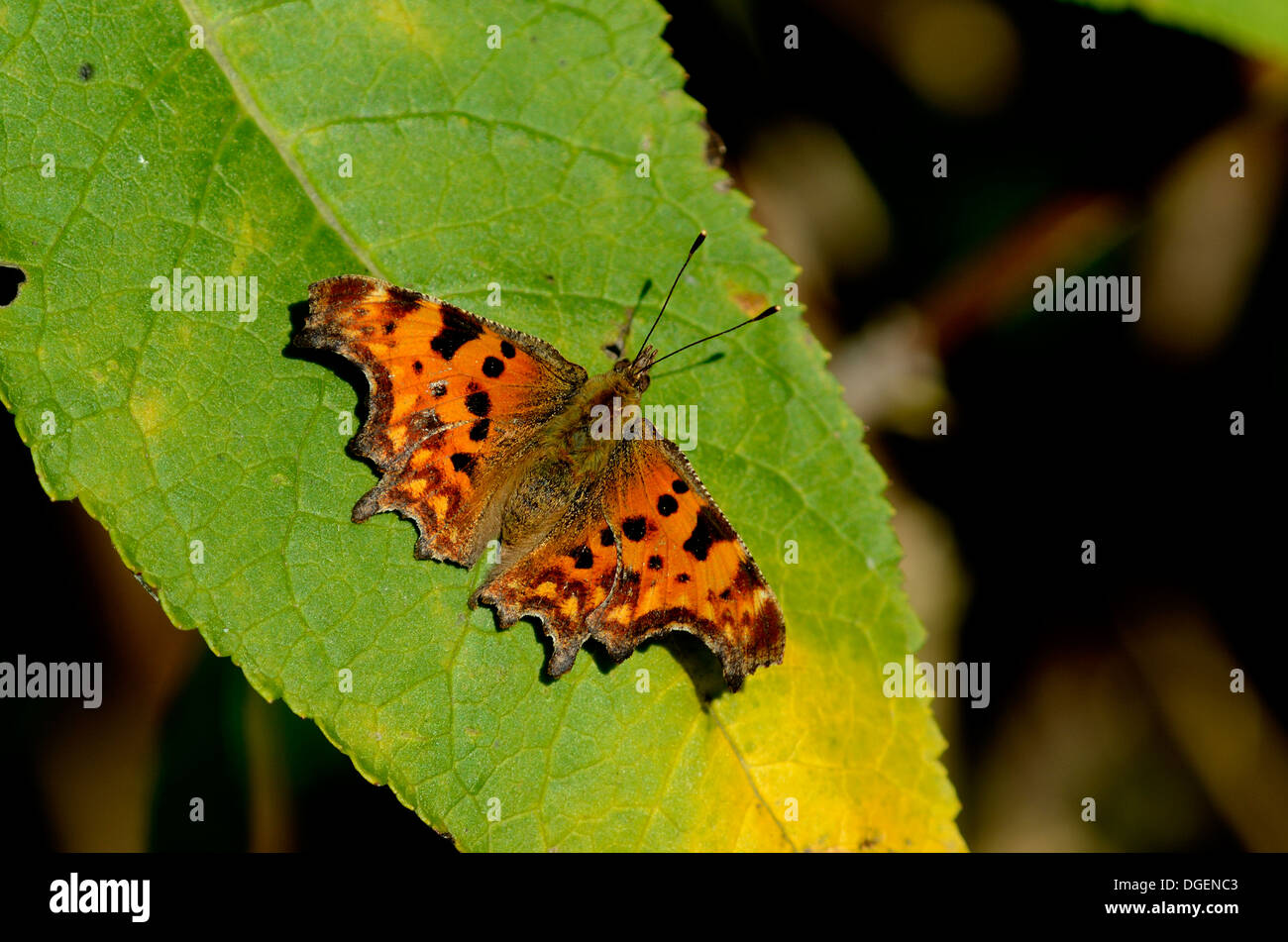 Butterfly rest on leaf hi-res stock photography and images - Alamy