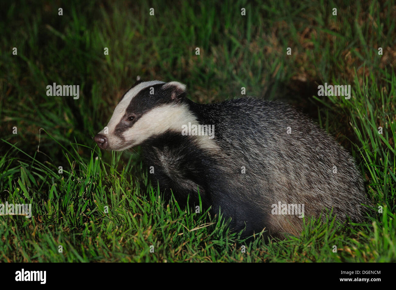 Badger set hi-res stock photography and images - Alamy