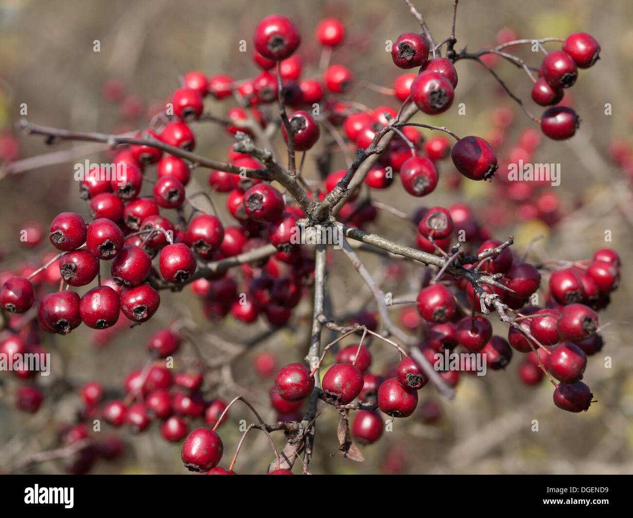 Close-up of ripe red European common hawthorn (Crataegus monogyna ...