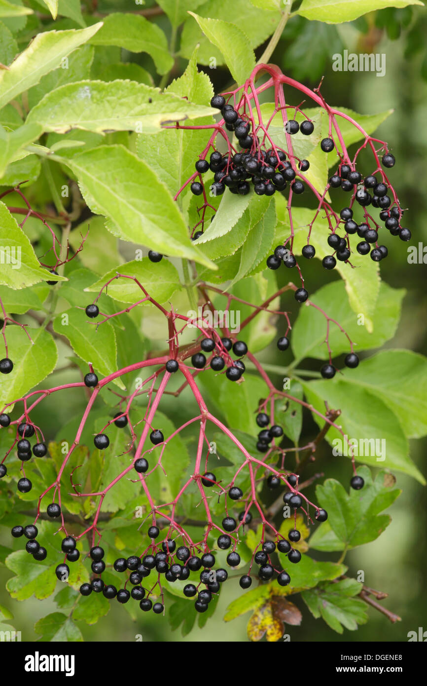 Sambuca nigra berries hi-res stock photography and images - Alamy