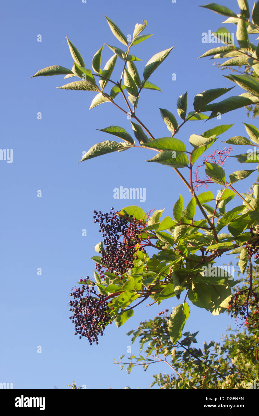 Sambuca nigra berries hi-res stock photography and images - Alamy