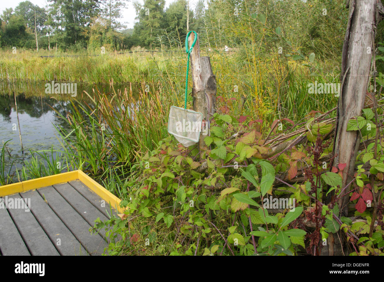 Pond dipping platform hi-res stock photography and images - Alamy