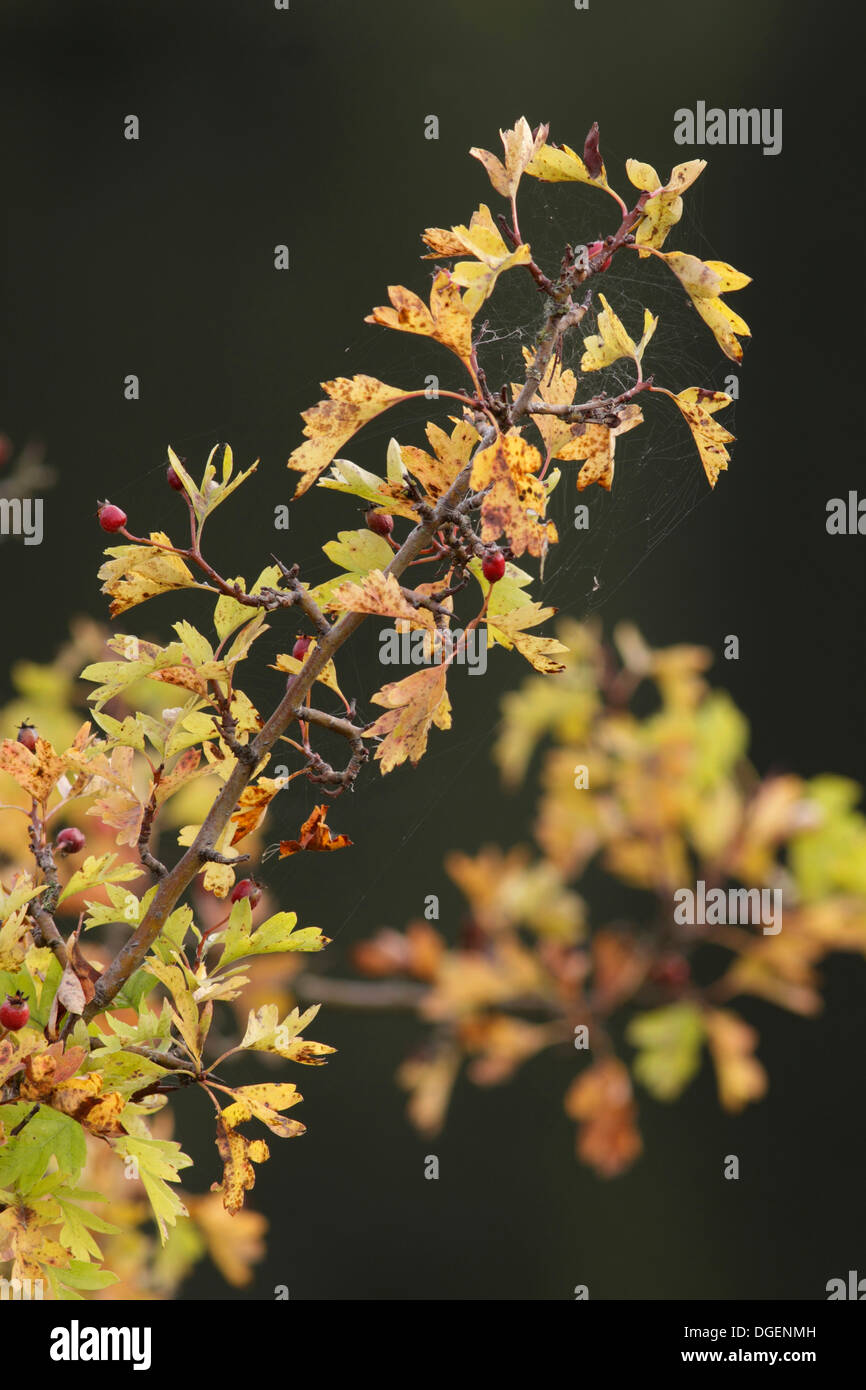 Hawthorn (Crataegus monogyna) in autumn colour, West Yorkshire,UK ...