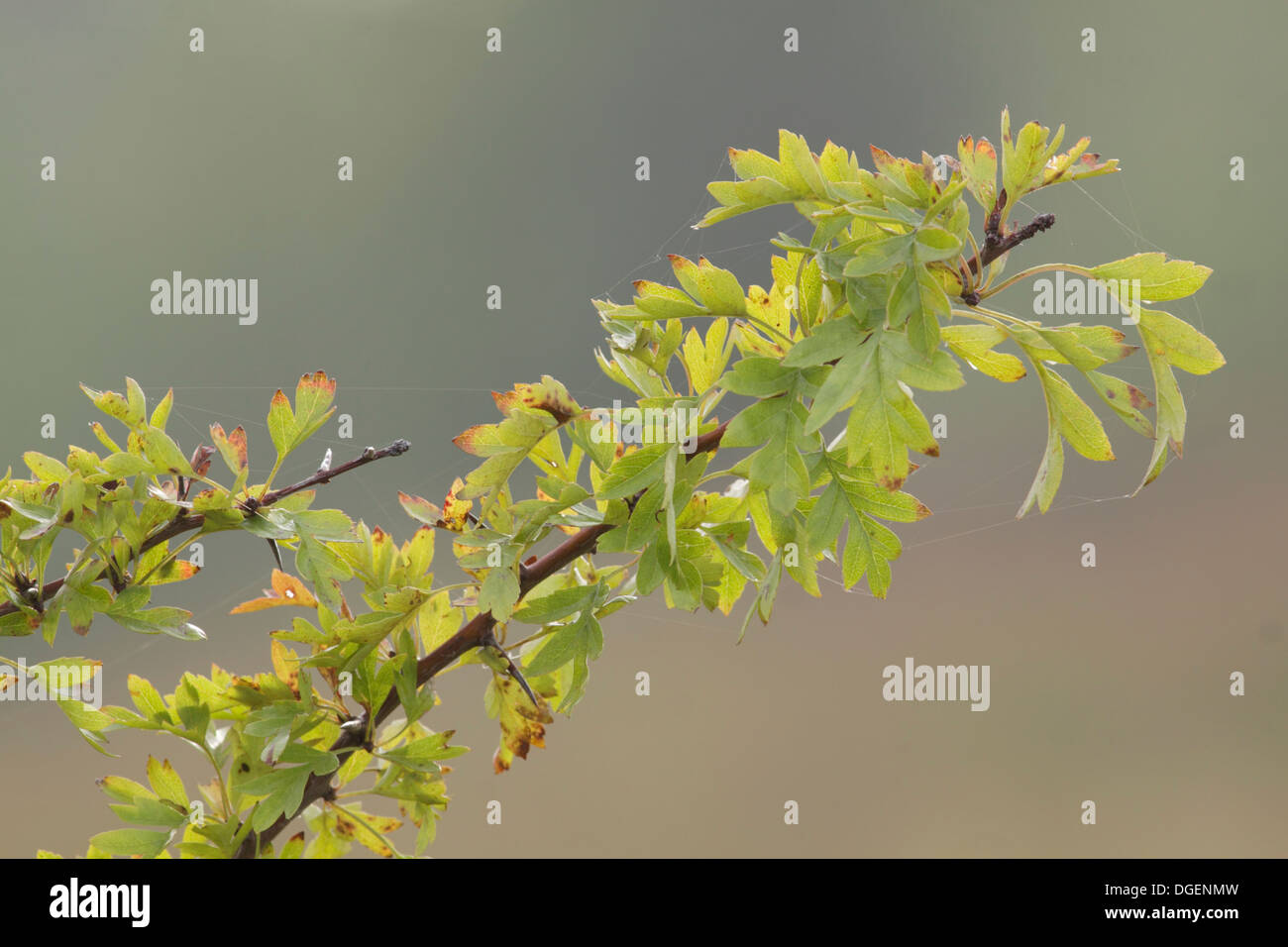 Common Hawthorn (Crataegus monogyna) leaves, Yorkshire, England ...
