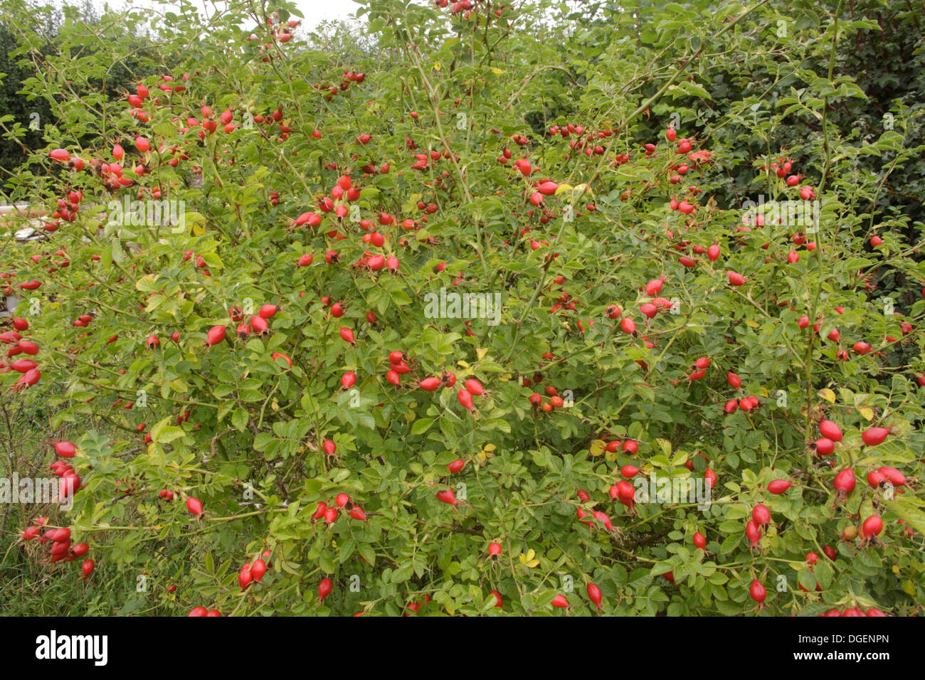 Rosa canina hips hi-res stock photography and images - Alamy