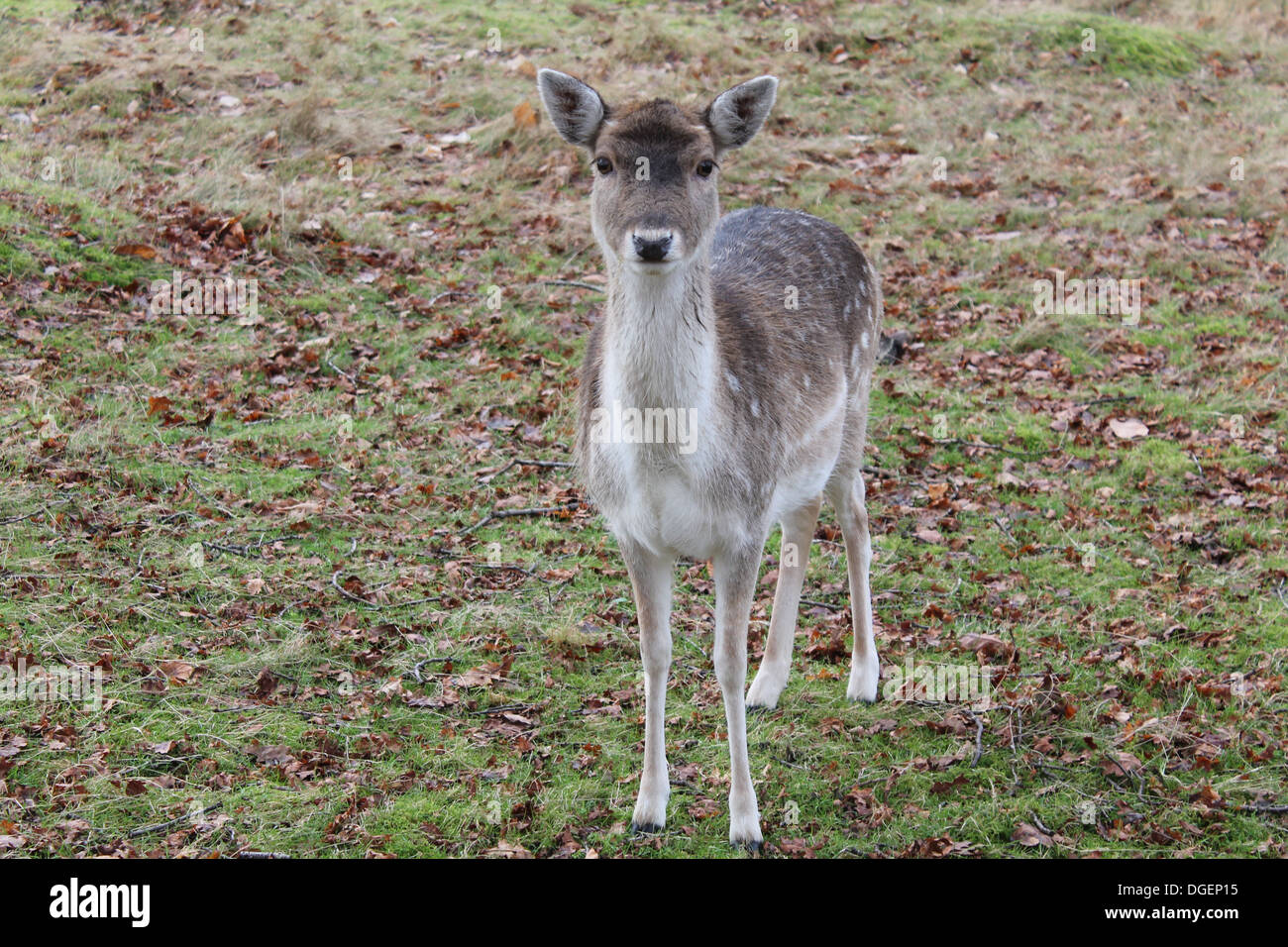 Knole park deer hi-res stock photography and images - Alamy