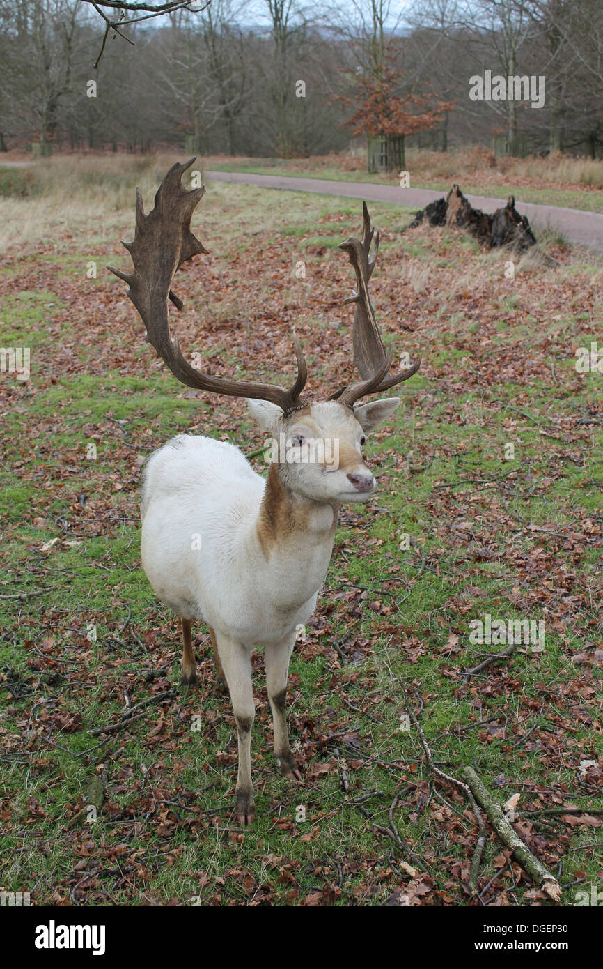 White stag hi-res stock photography and images - Alamy