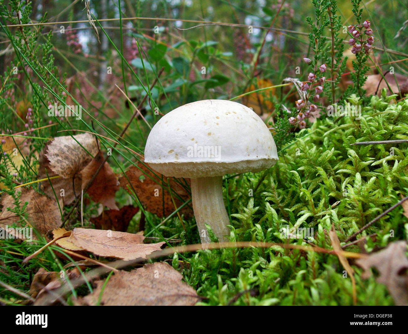Leccinum holopus hi-res stock photography and images - Alamy