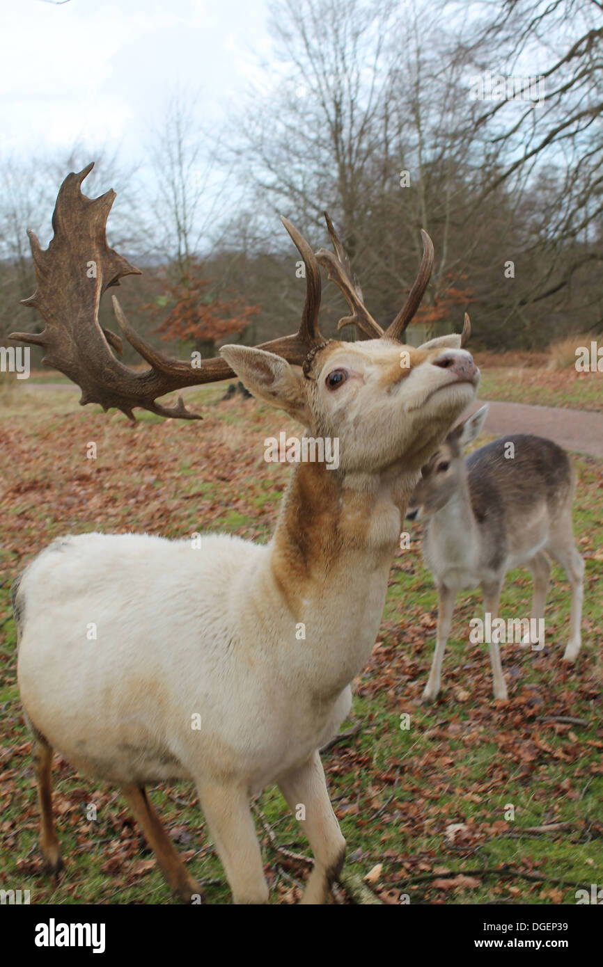Knole park hi-res stock photography and images - Alamy