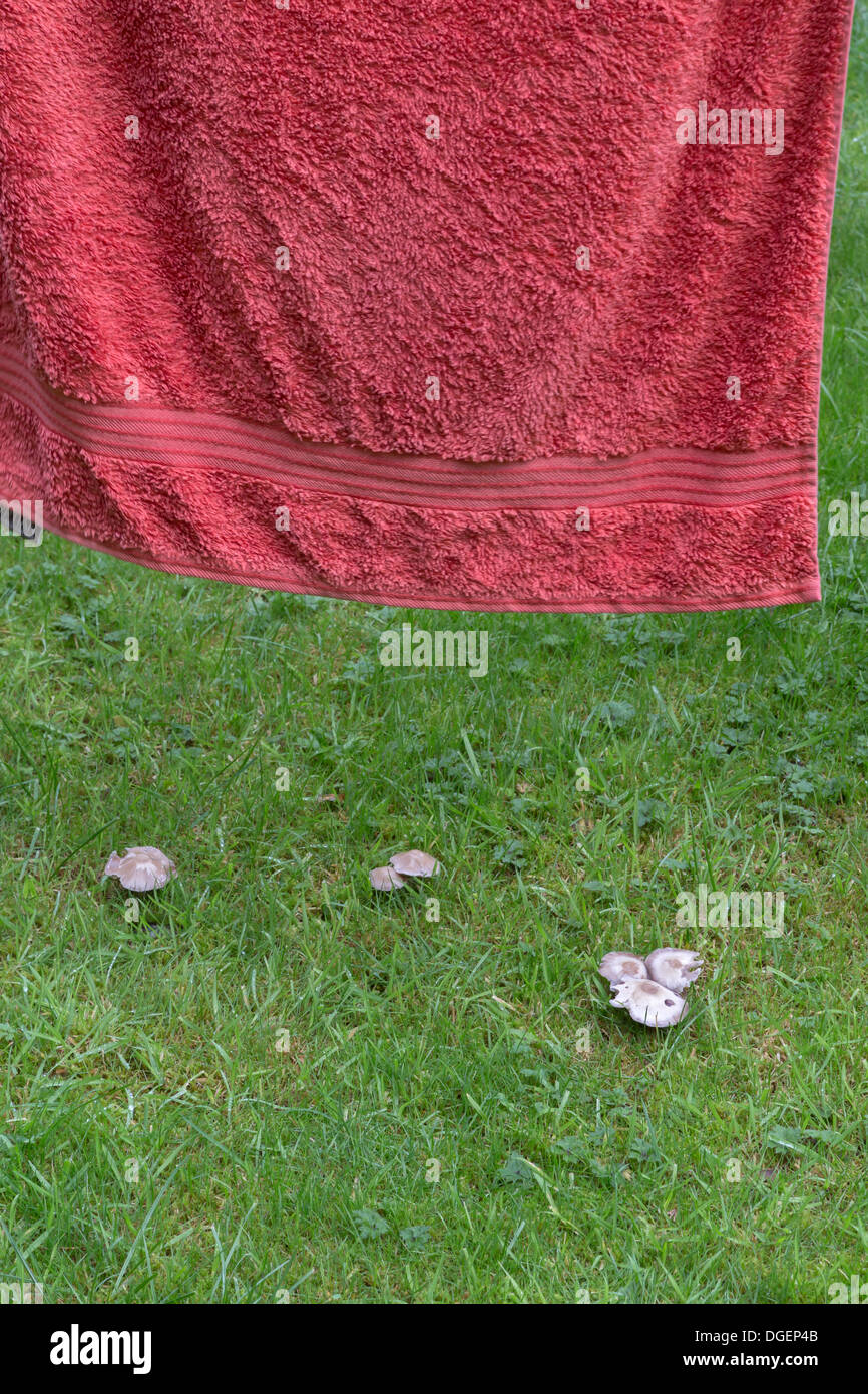 MUSHROOMS GROWING UNDER A TOWEL IN THE DAMP OF AUTUMN IN A LAWN Stock ...