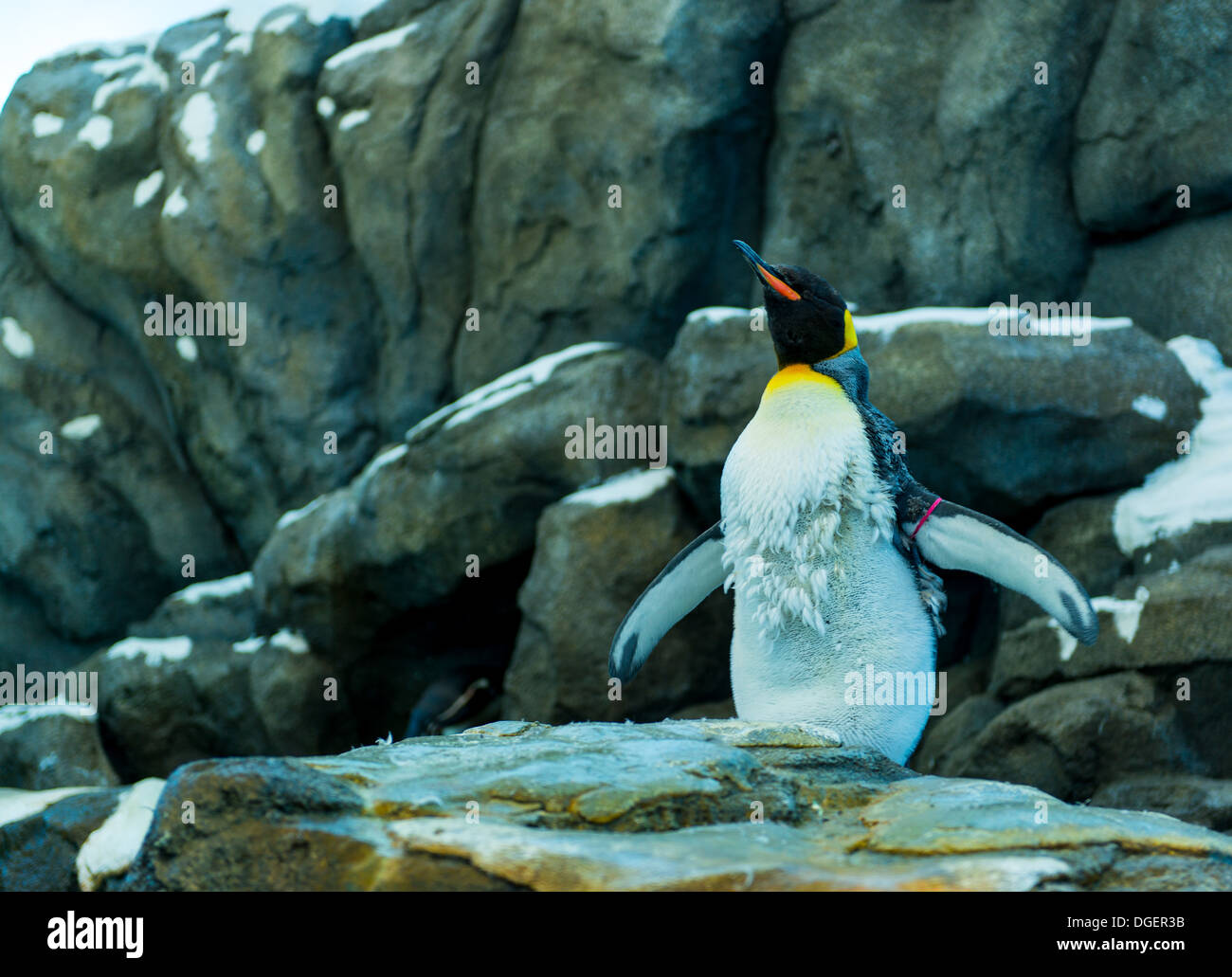 Penguin spreading it's wings Stock Photo - Alamy