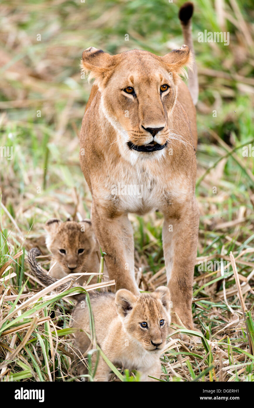 Animal catwalk hi-res stock photography and images - Alamy