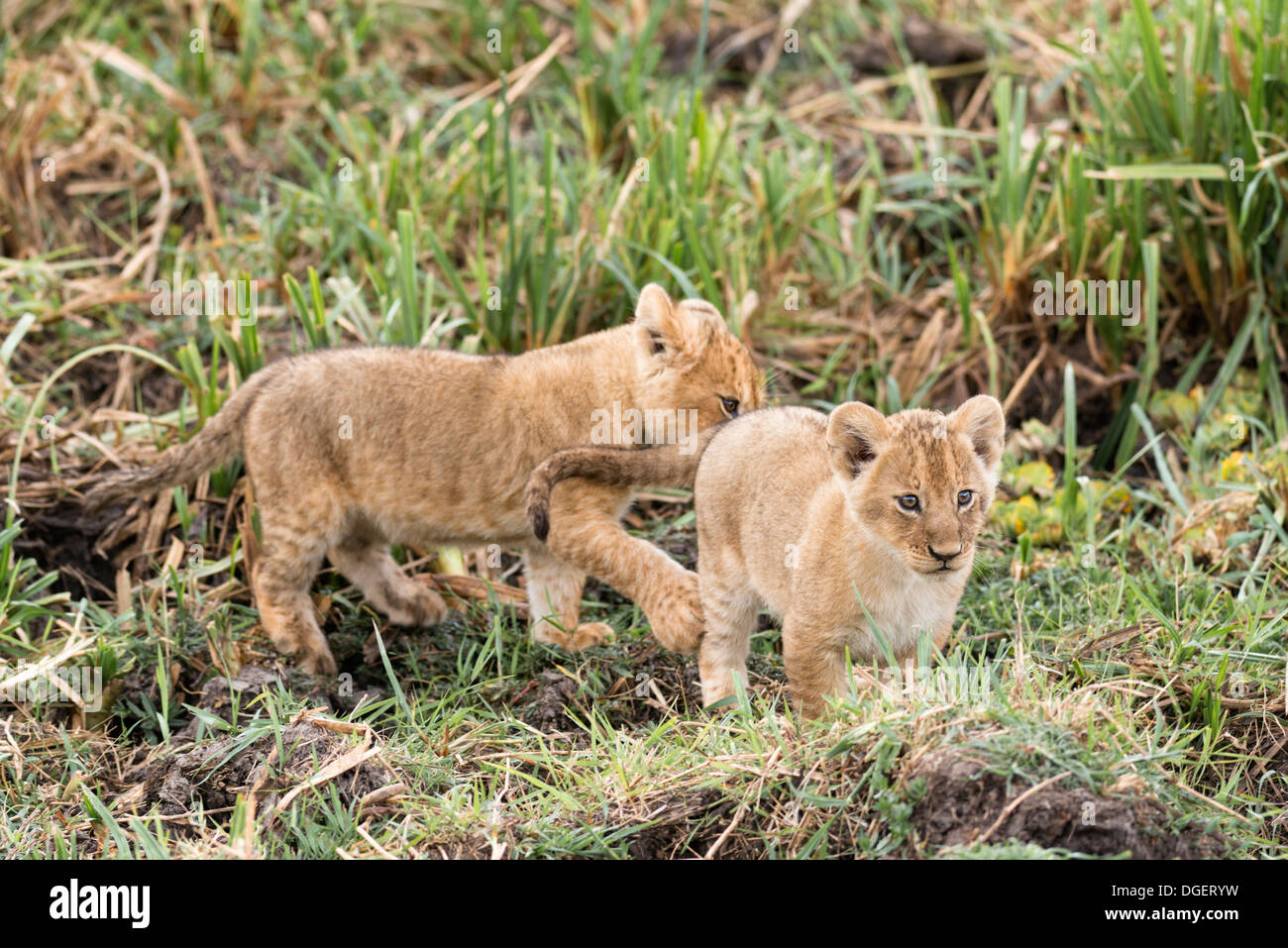 Newborn lion cub hi-res stock photography and images - Alamy