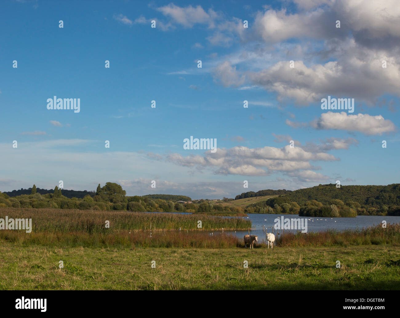 Attenborough nature reserve rural landscape Nottinghamshire east ...
