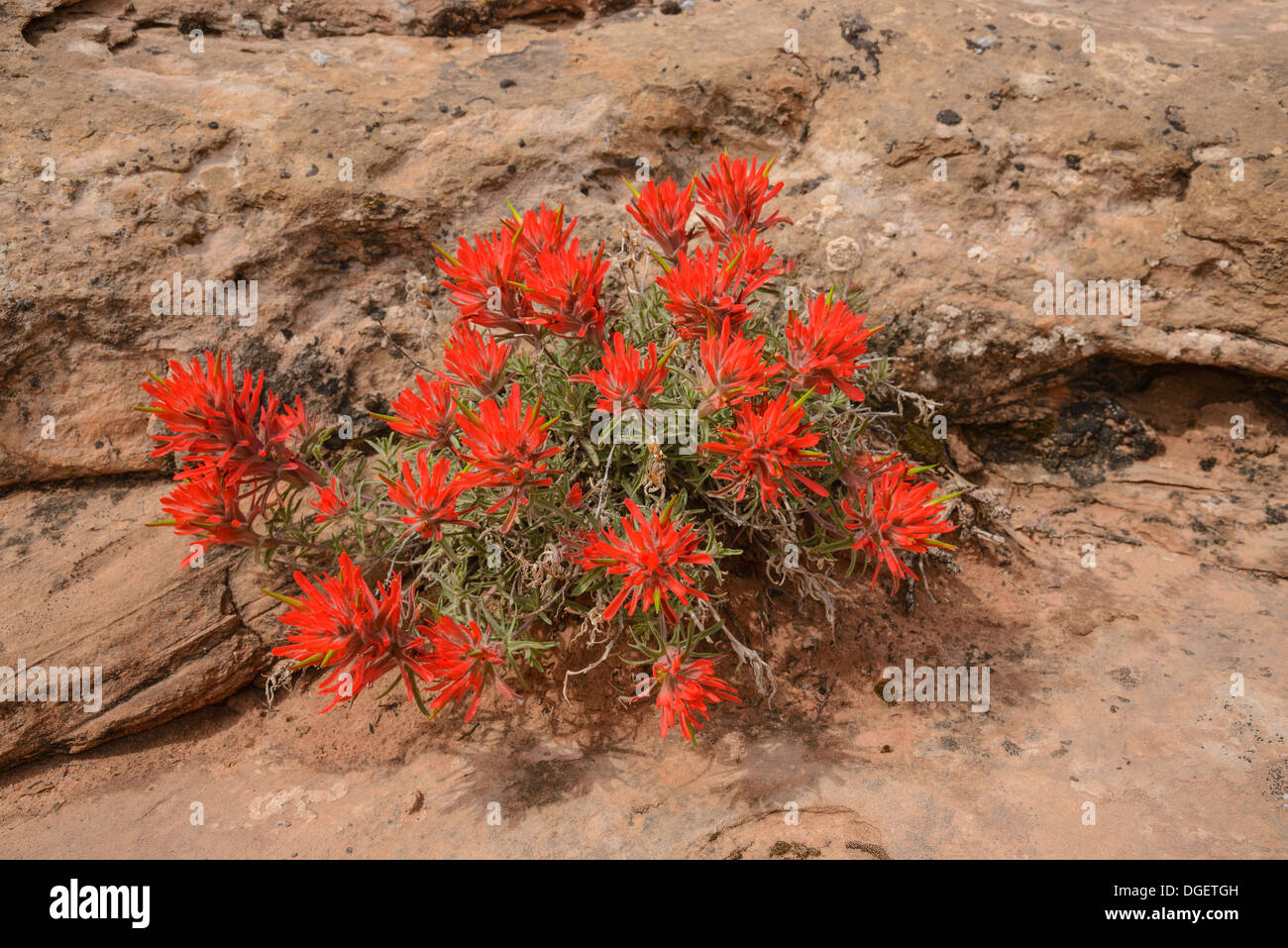 Common Paintbrush, Castilleja chromosa, Wildflowers, Arches National ...