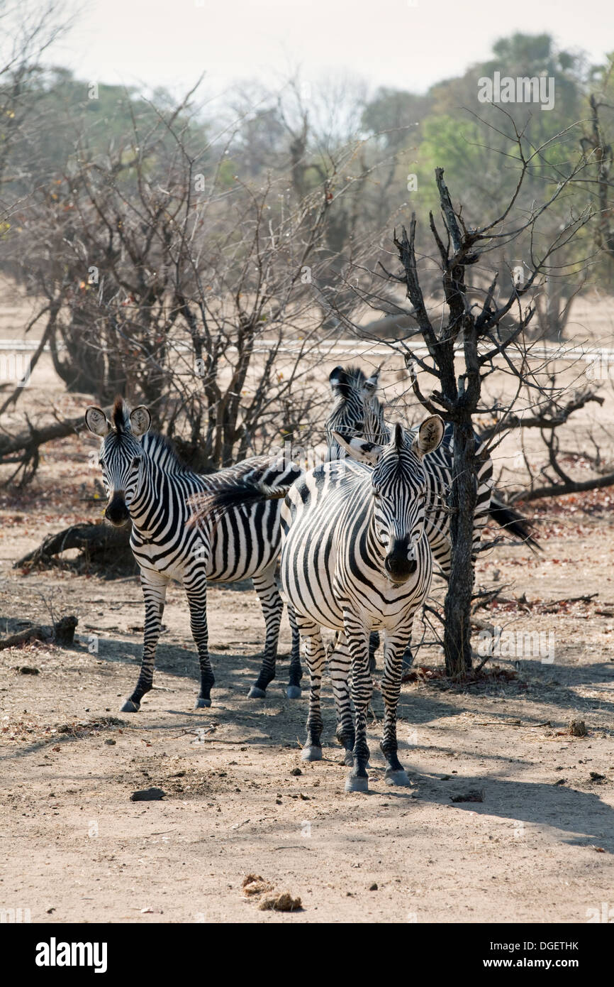 Zebra in the plains hi-res stock photography and images - Alamy
