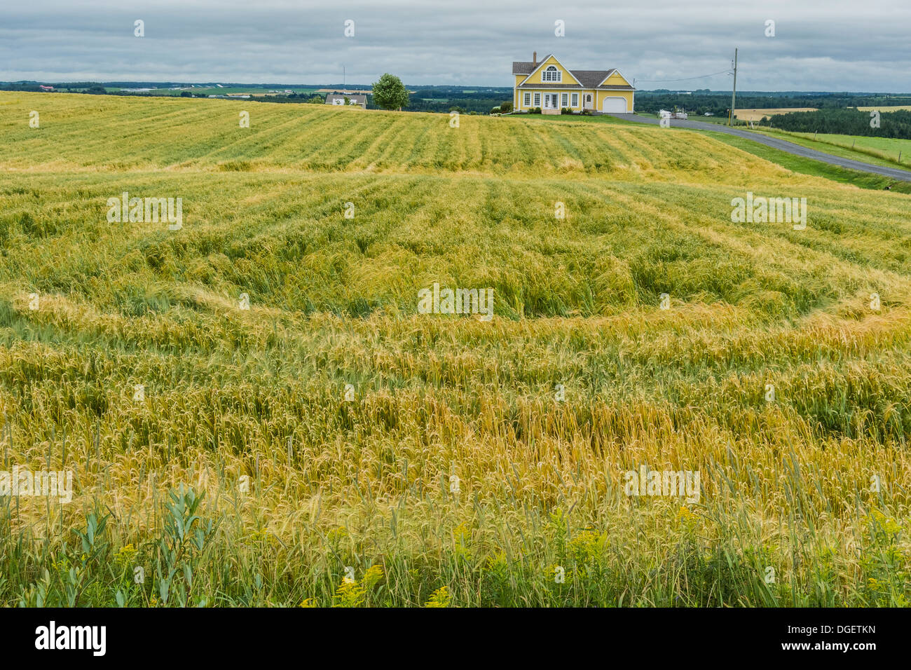 Farmer's field with crop grown high on Prince Edward Island, Canada ...