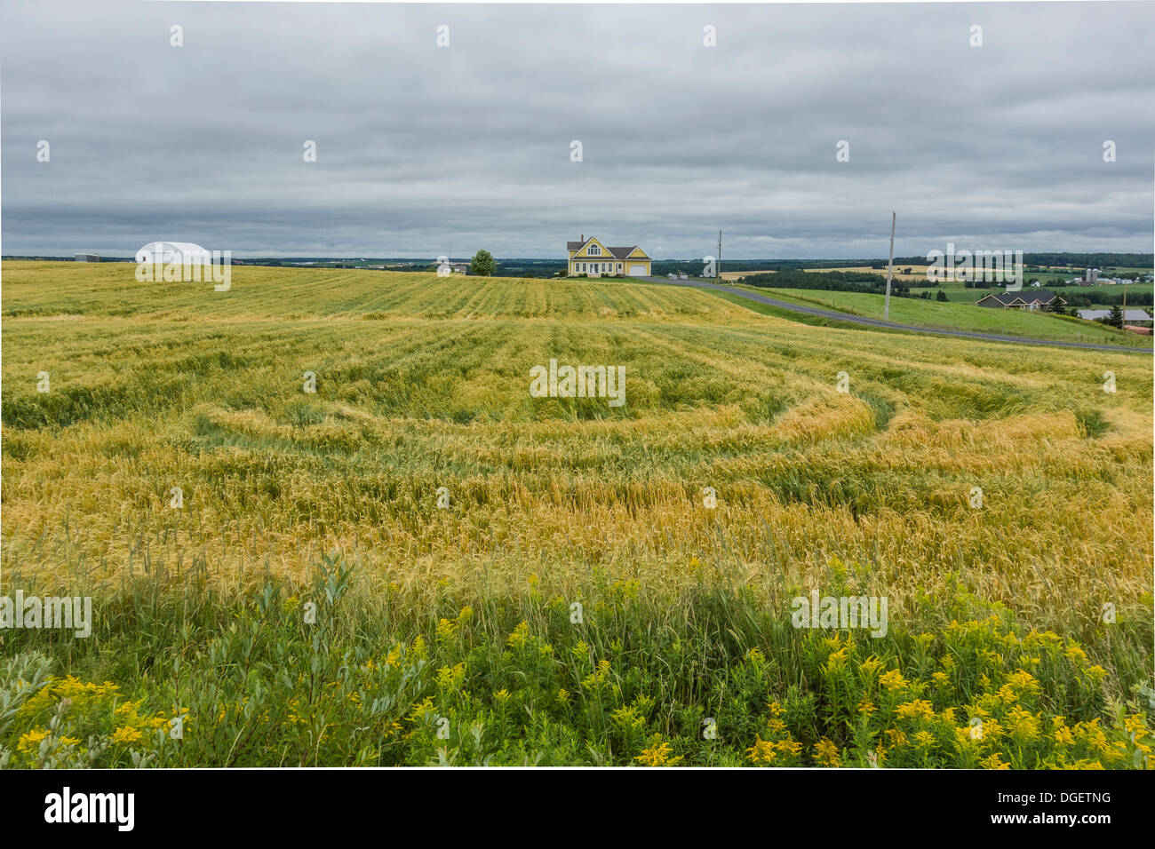 Farmer's field with crop grown high on Prince Edward Island, Canada ...