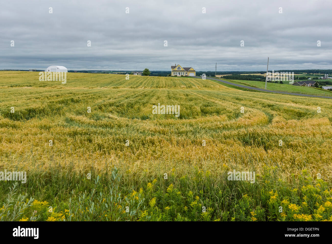 Farmer's field with crop grown high on Prince Edward Island, Canada ...