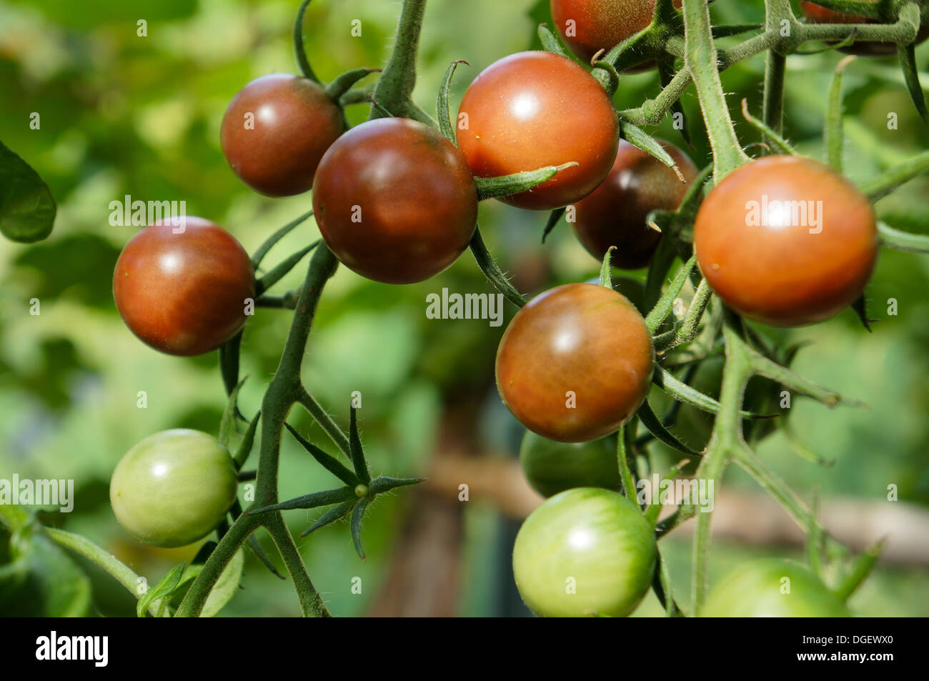 Tomato plant with tomatos Stock Photo - Alamy