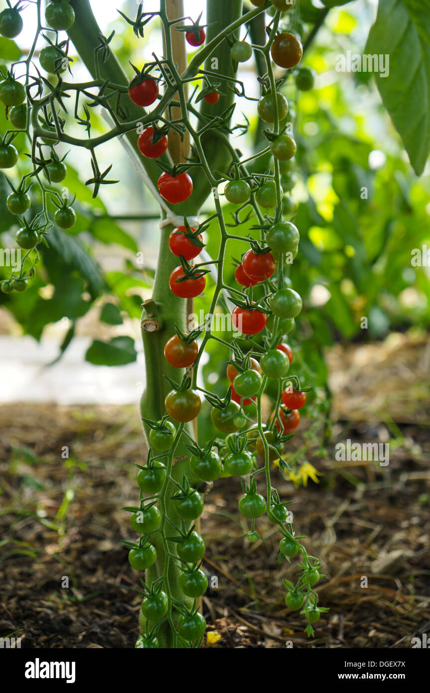 Sweet Pea cherry tomato plant Stock Photo - Alamy