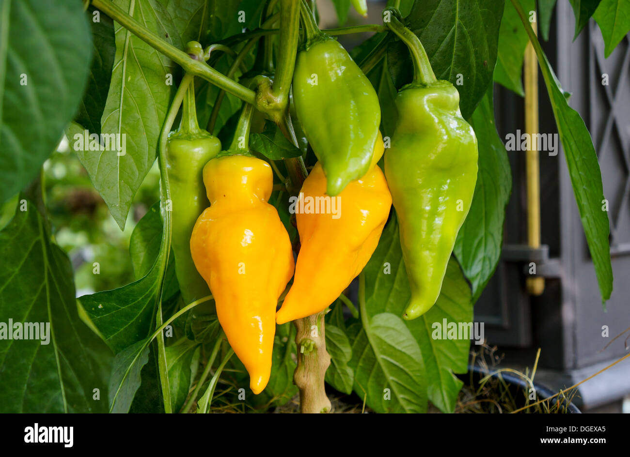 Face plant hi-res stock photography and images - Alamy