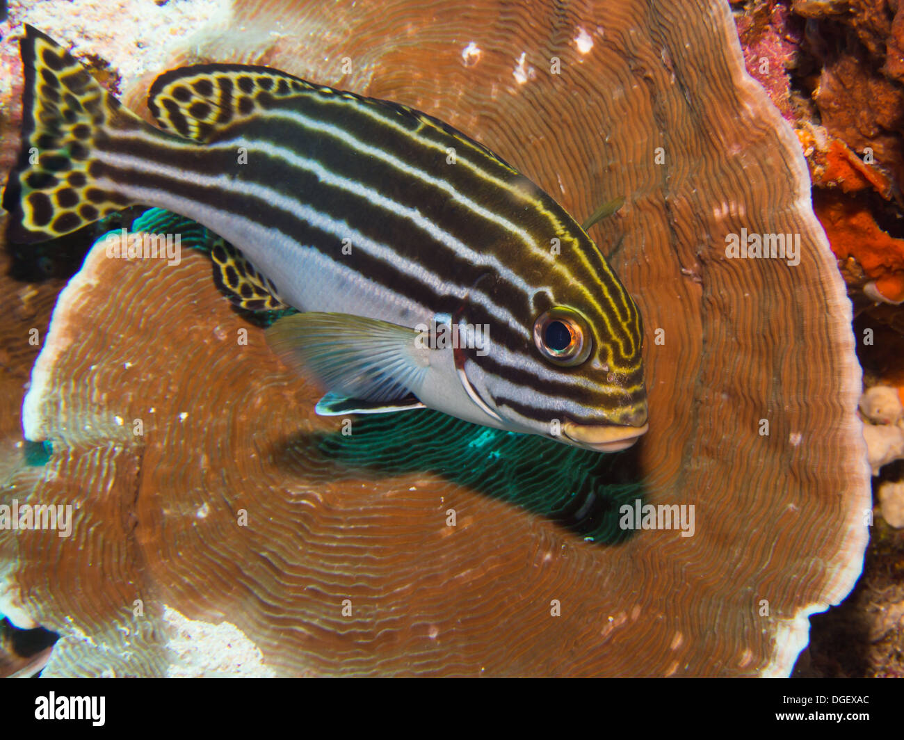 Oriential Sweetlips on a coral reef at Bunaken, Indonesia Stock Photo ...