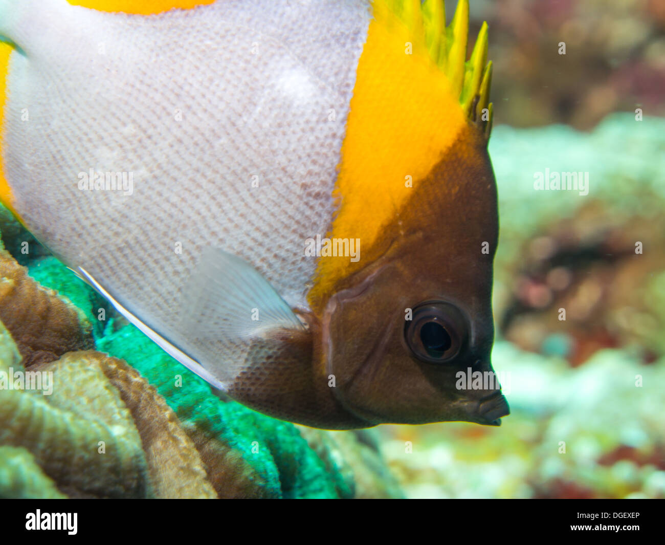 Pyramid fish hi-res stock photography and images - Alamy
