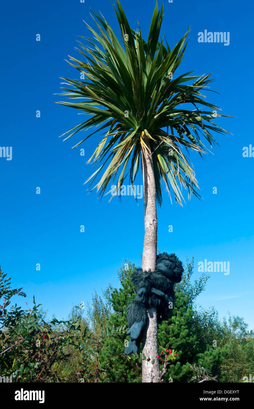 Scottish palm tree hi-res stock photography and images - Alamy