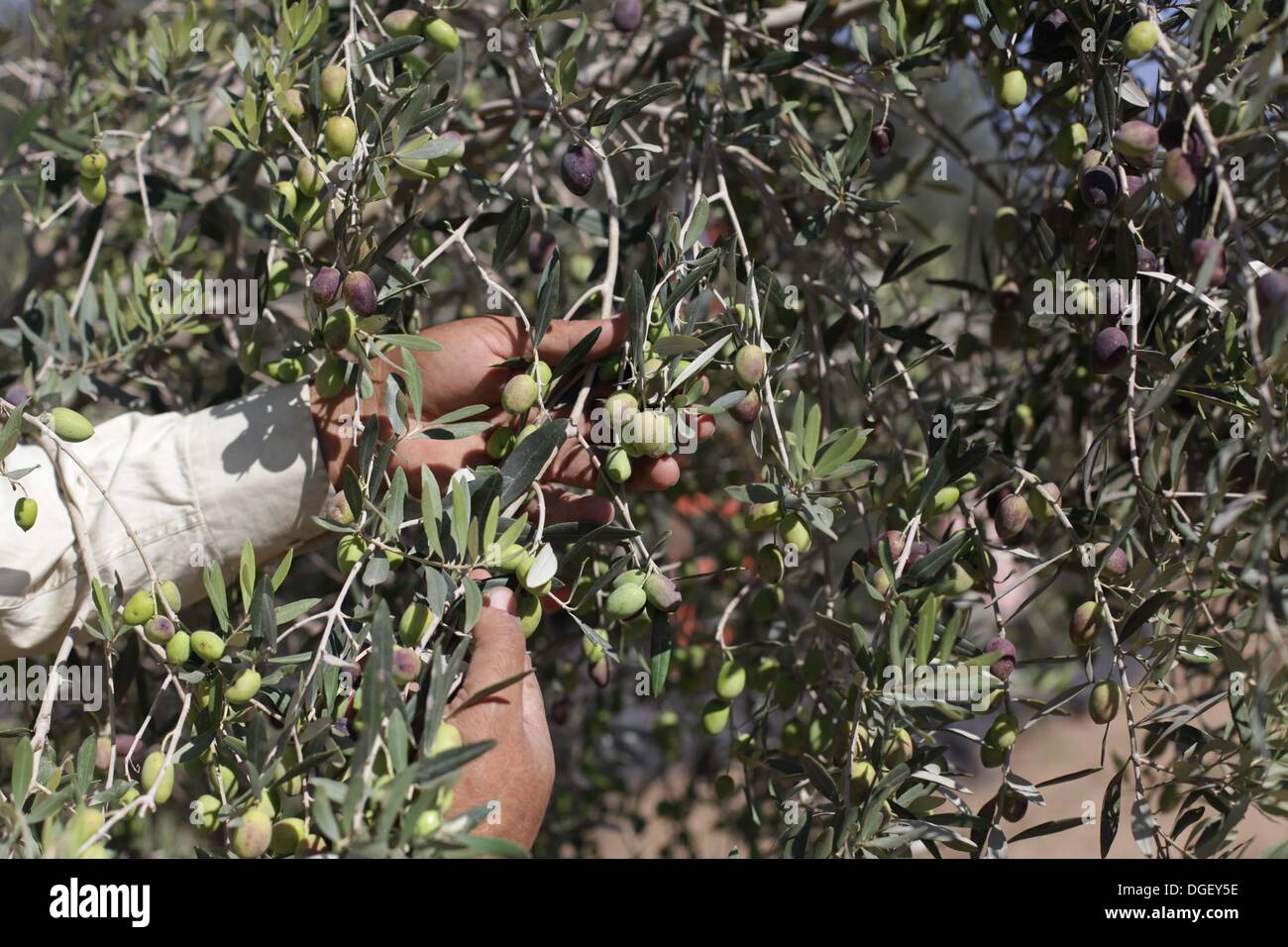 Oct. 20, 2013 - Gaza City, Gaza Strip, Palestinian Territory - A ...