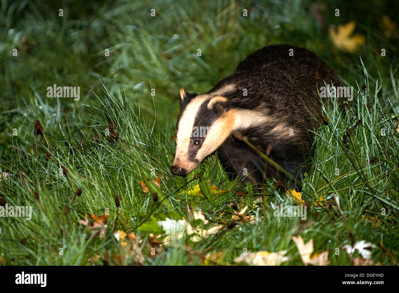 Badger feeding hi-res stock photography and images - Alamy