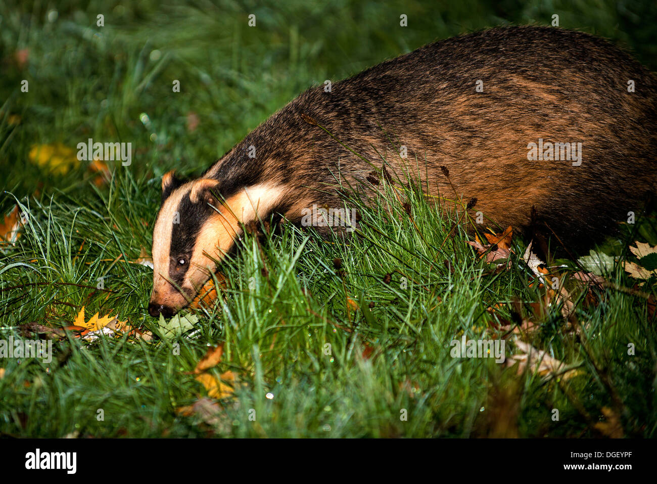 European badger and night hi-res stock photography and images - Alamy