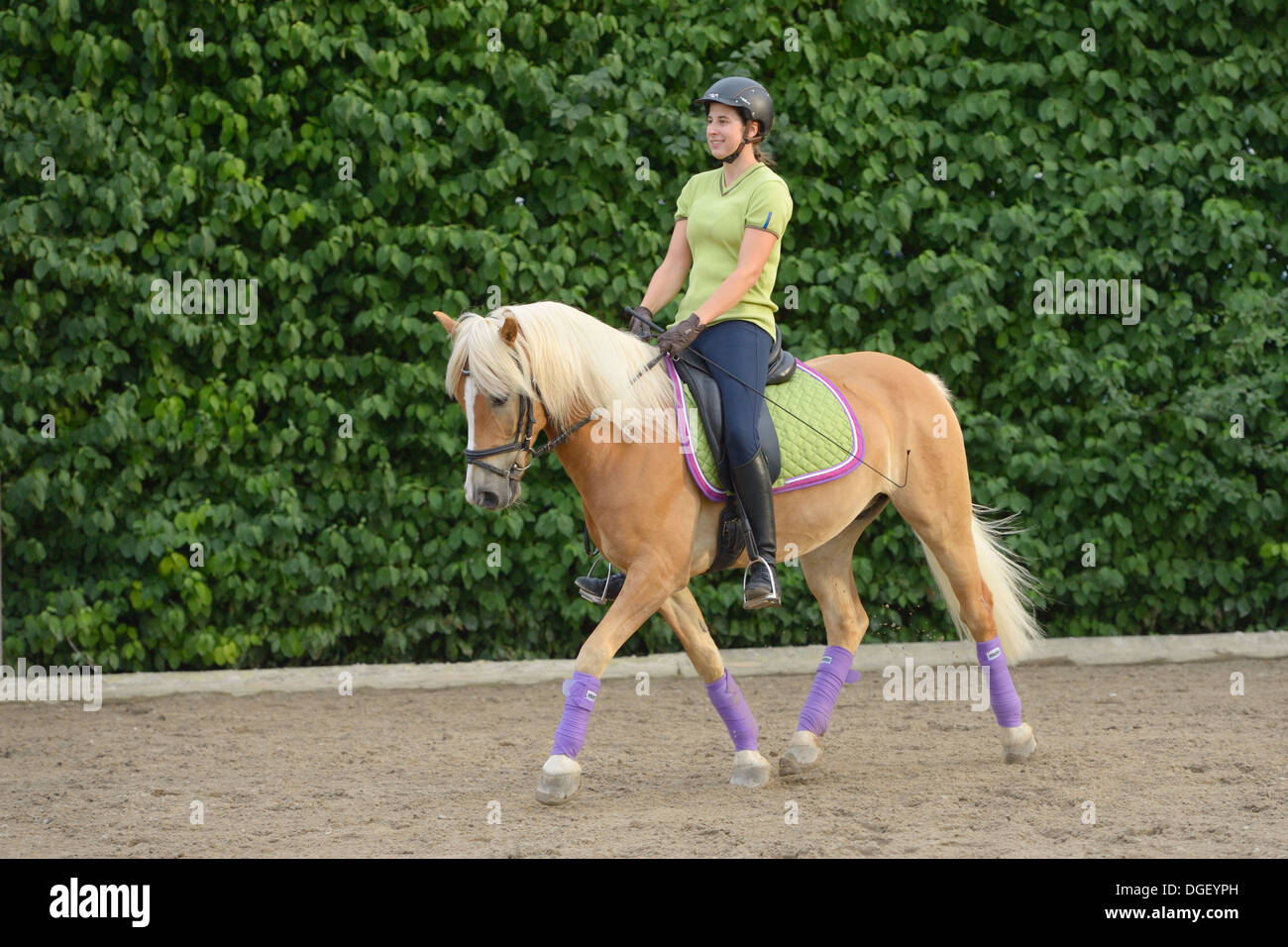 Medium trot hi-res stock photography and images - Alamy