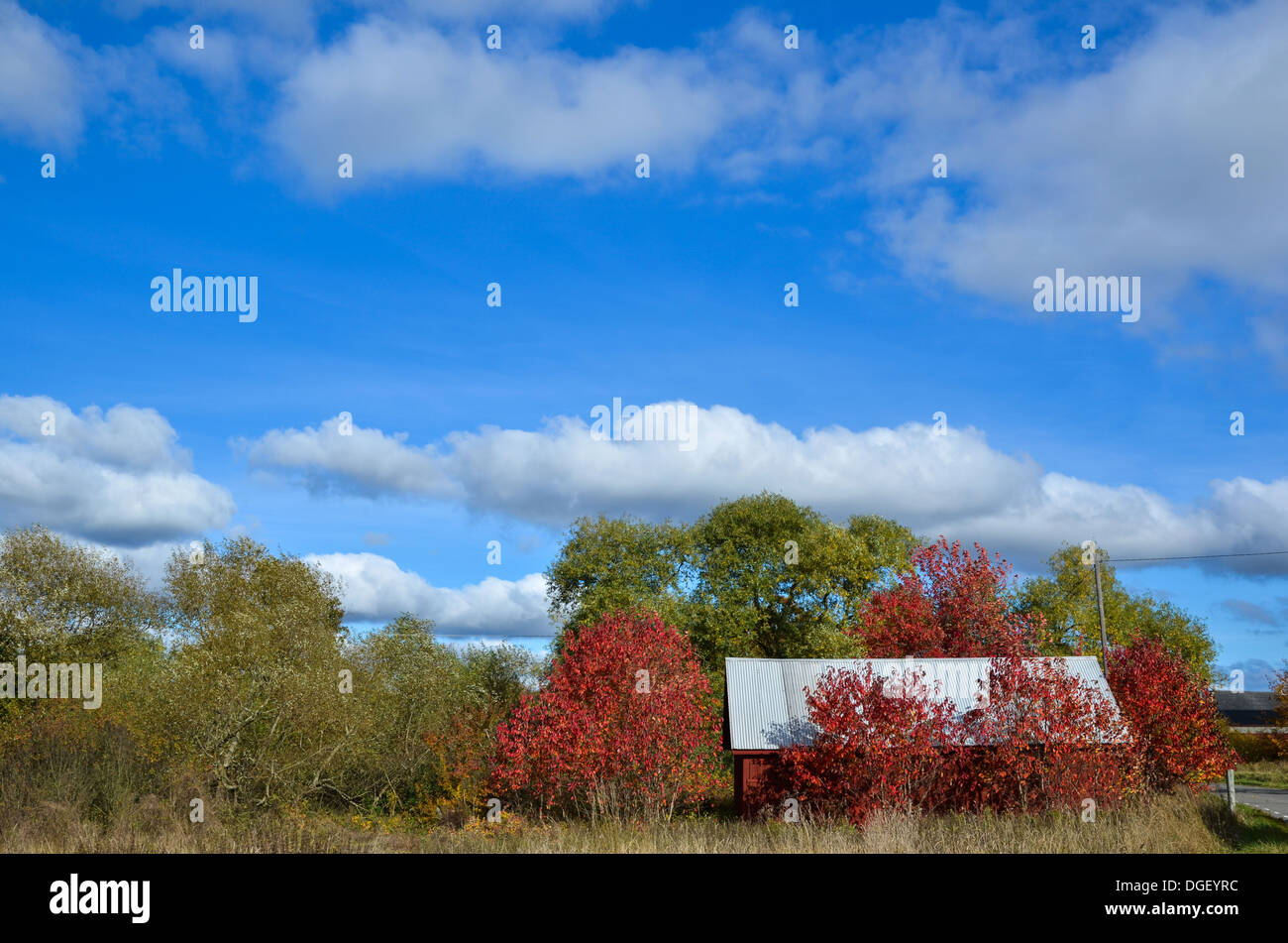 An old swedish barn surrounded of red fall colors Stock Photo - Alamy